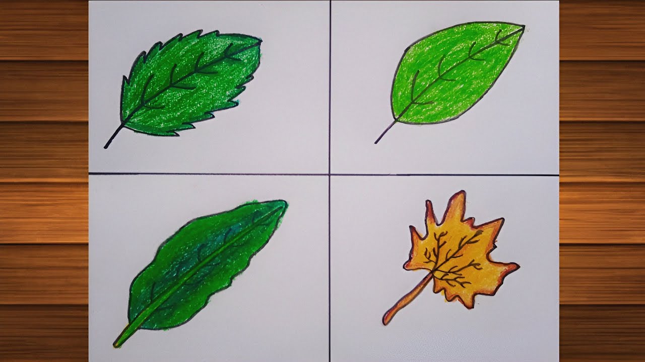 Leaf Drawing ||Different Types of Leaves Drawing ||Leaf Drawing and ...