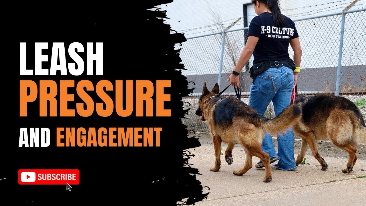 Leash training and engagement: The FUNDAMENTALS! - YouTube