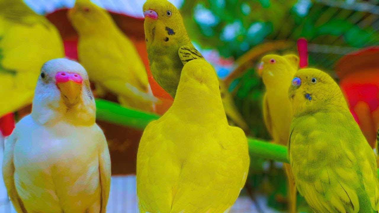 Cute Budgies Chirping: 2 Hours of Relaxing Parakeet Sounds to Reduce ...