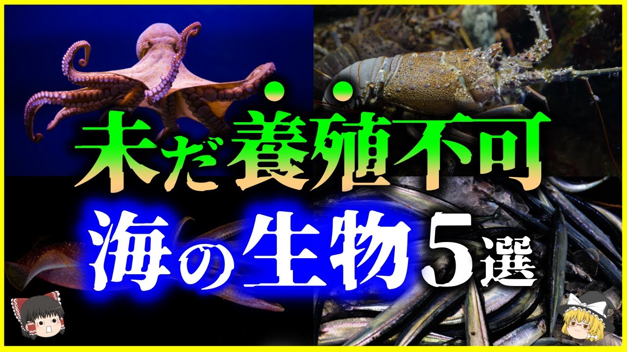 人類が養殖に失敗した「海の生物」5選…養殖できない本当の理由とは?を解説【ゆっくり解説】 Youtube
