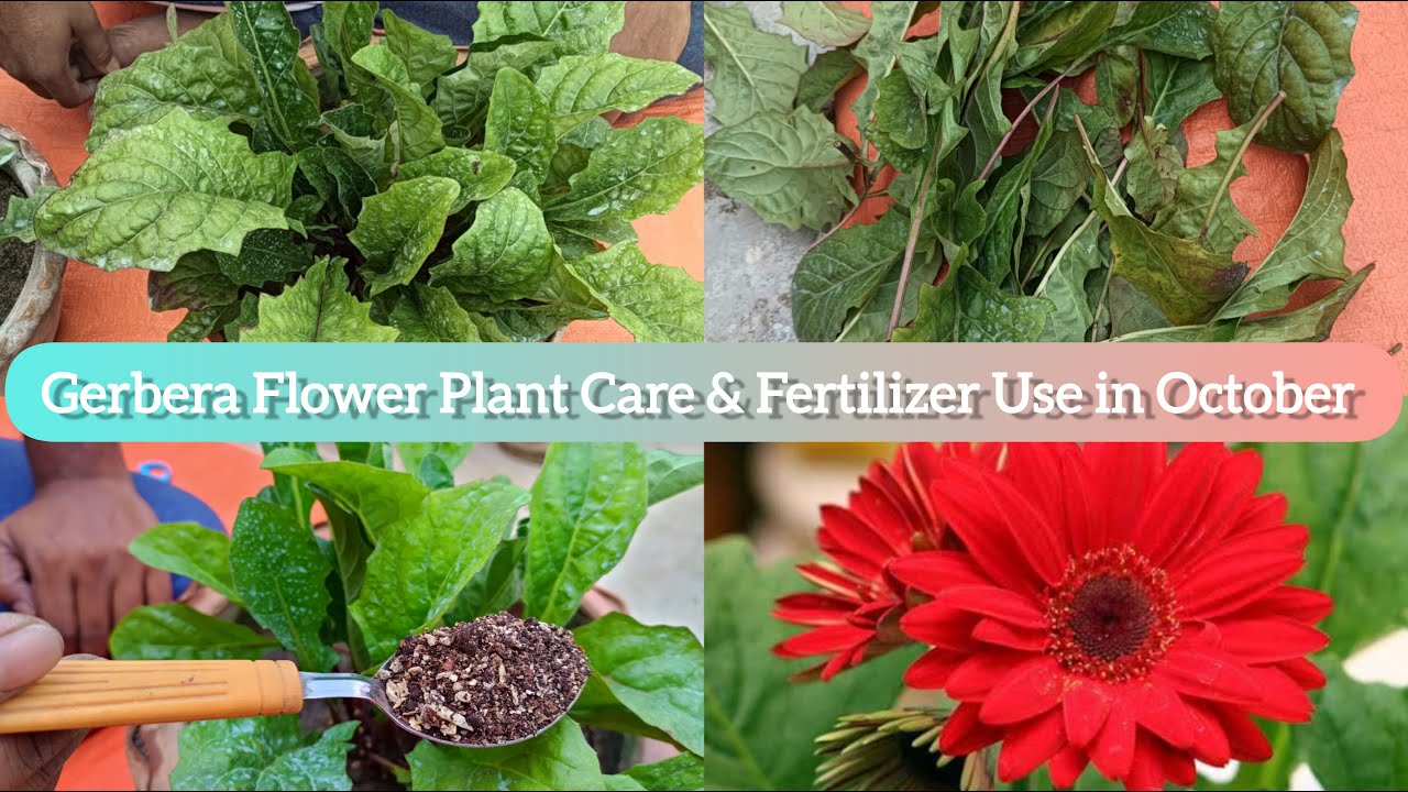 Gerbera Flower Plant Care & Fertilizer In October || Get Lots Of Flower ...