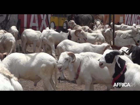 Sénégal - Tabaski : le prix du mouton varie entre 100 000 et 300 000 FCFA