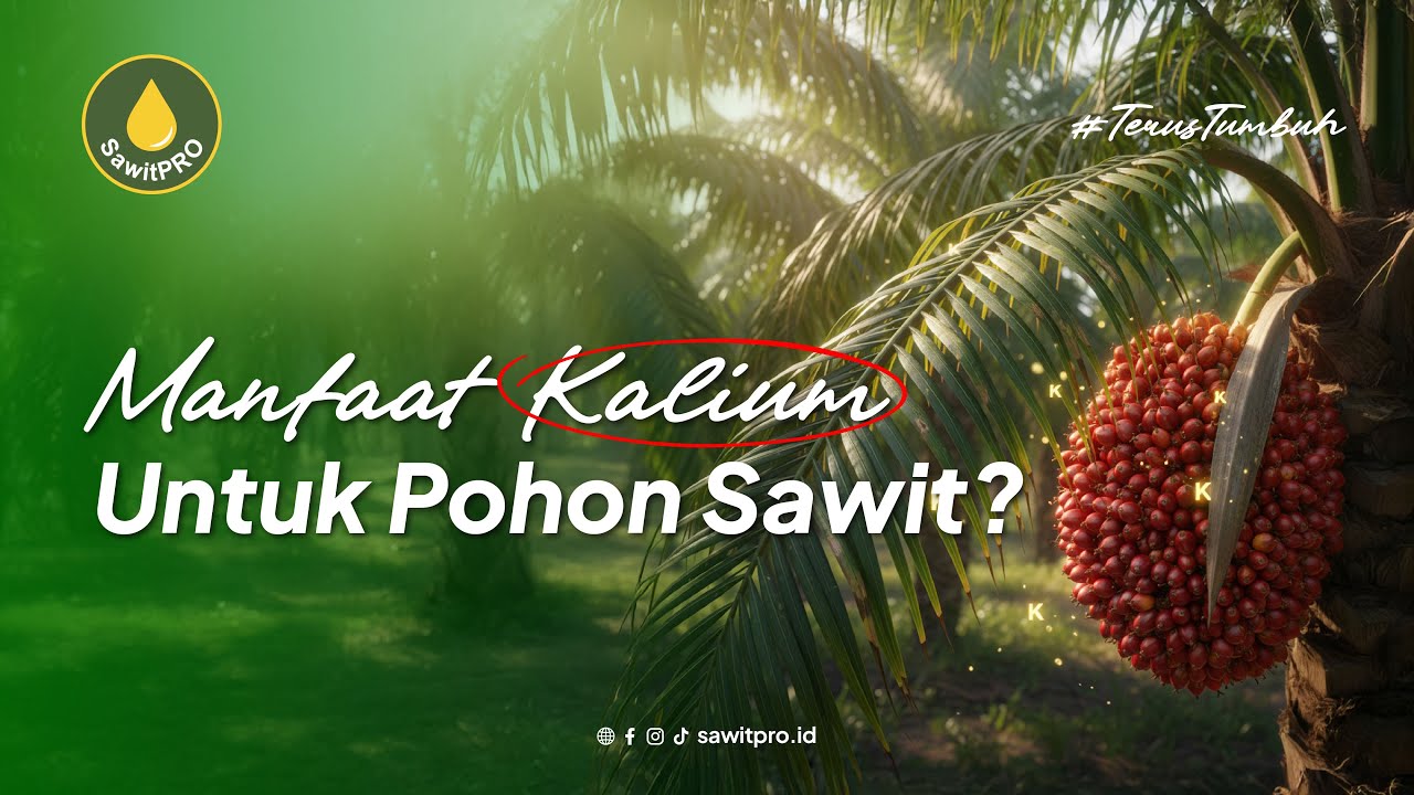 Manfaat Kalium untuk Sawit 🌴 | Bikin TBS Lebih Berkualitas! - YouTube