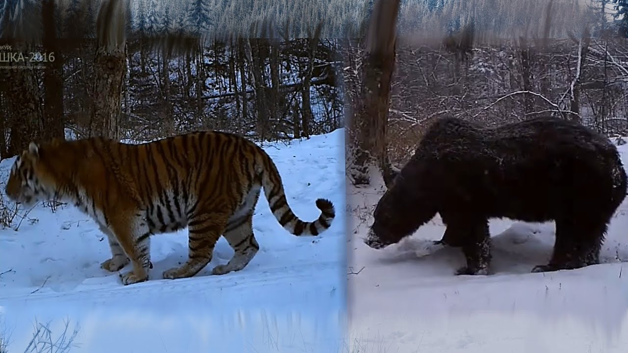 Amur tiger and Ussuri brown bear. Bastak Nature Reserve. Side by side ...