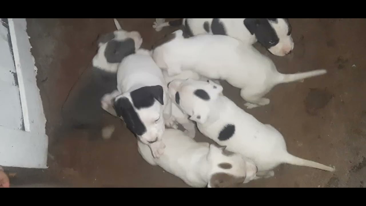 crías de pitbulls un mes #pitbull #dog #apbt - YouTube