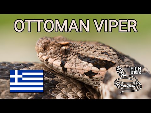 Venomous Ottoman viper (Montivipera xanthina), longest viper in Europe, dangerous snake from Europe
