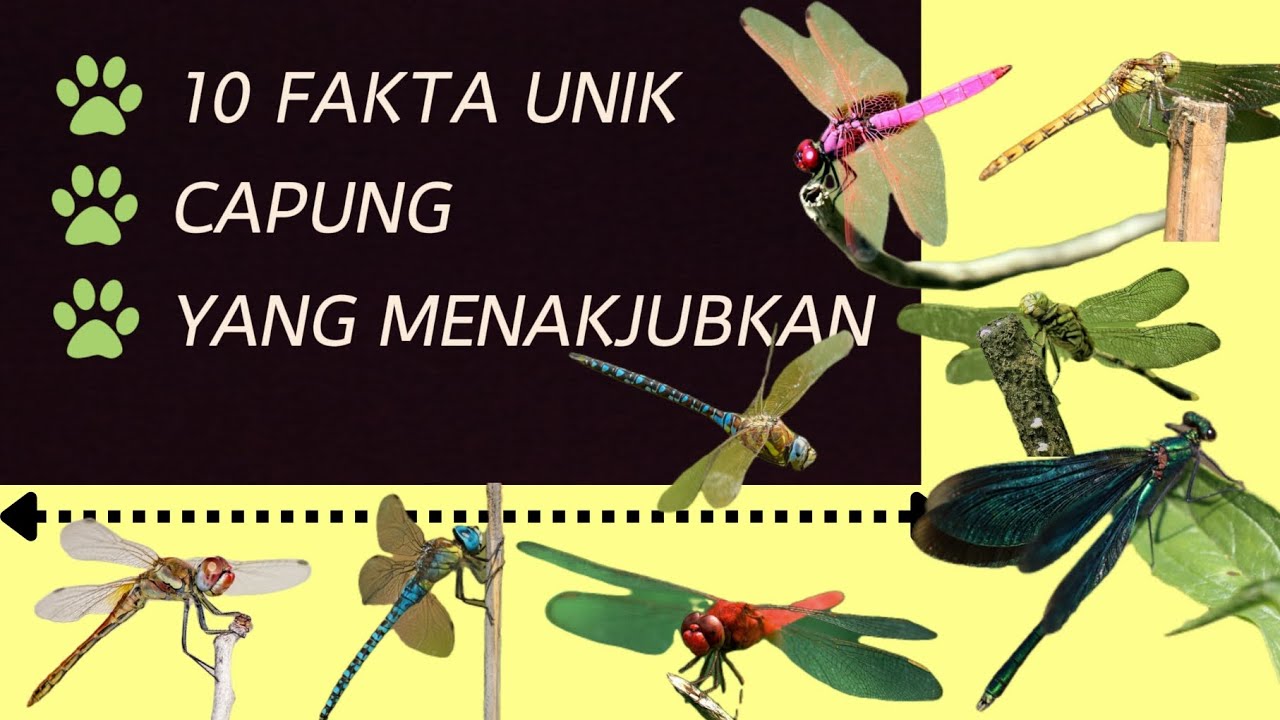 10 FAKTA UNIK CAPUNG YANG MENAKJUBKAN - YouTube