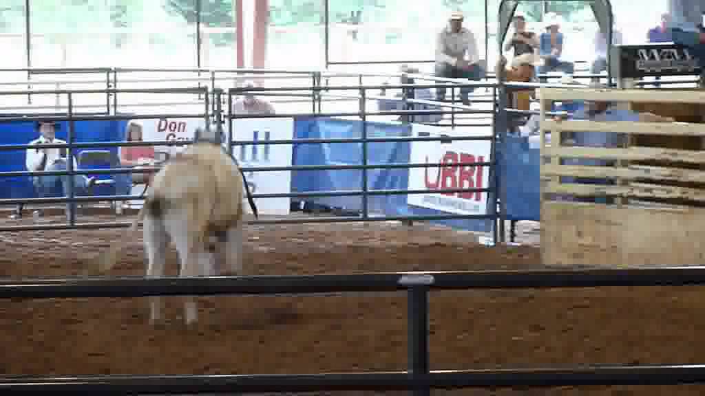 Young 2 year old bucking bull son of Last Call - YouTube