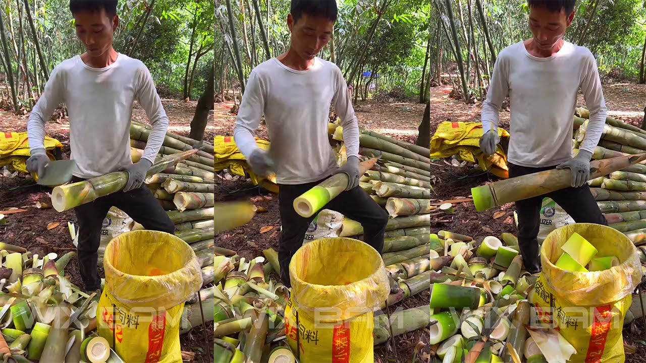 How To Cutting Bamboo Shoot Professional P165 - YouTube