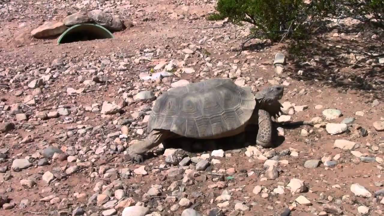 Desert Tortoise Conservation Center - Tortoise Group Field Trip - YouTube