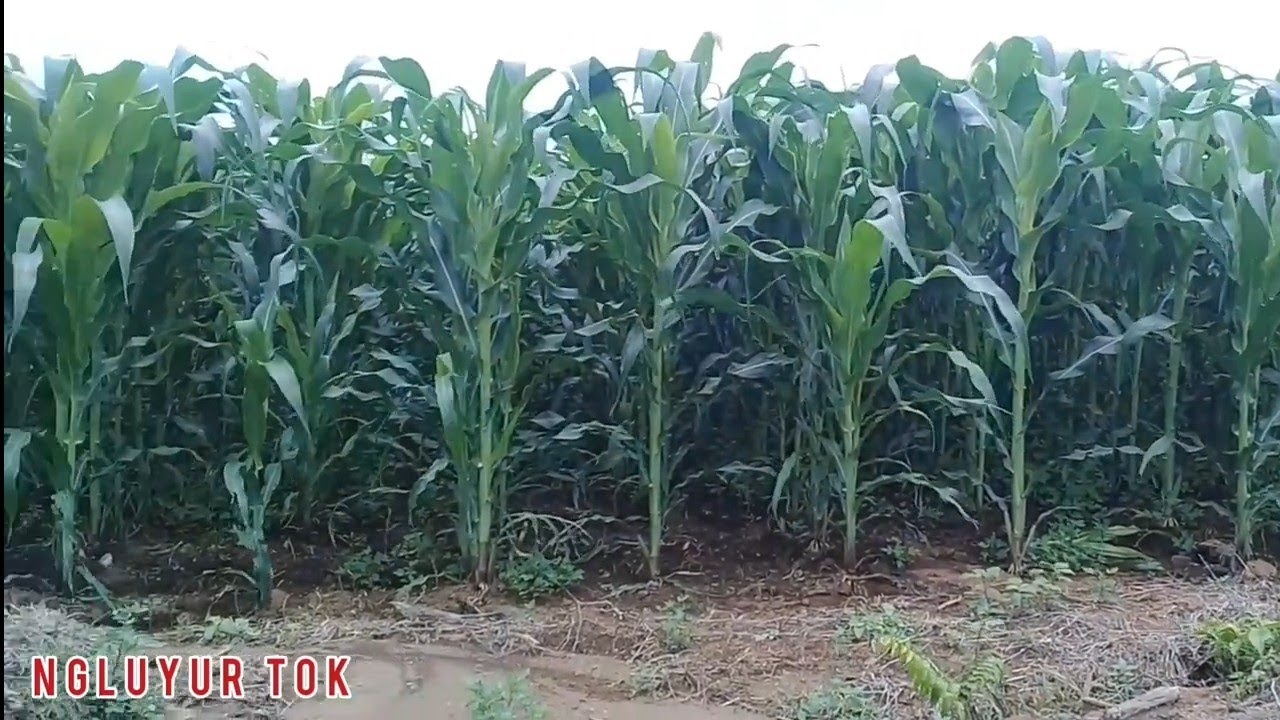 Tanam Jagung Jarak Rapat Ternyata Bisa Panen 13 Ton/Hektar - YouTube