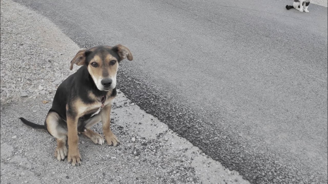 The poor dog was sh.ot inside a settlement and at least 20 30cm deep next to the esophagus - YouTube