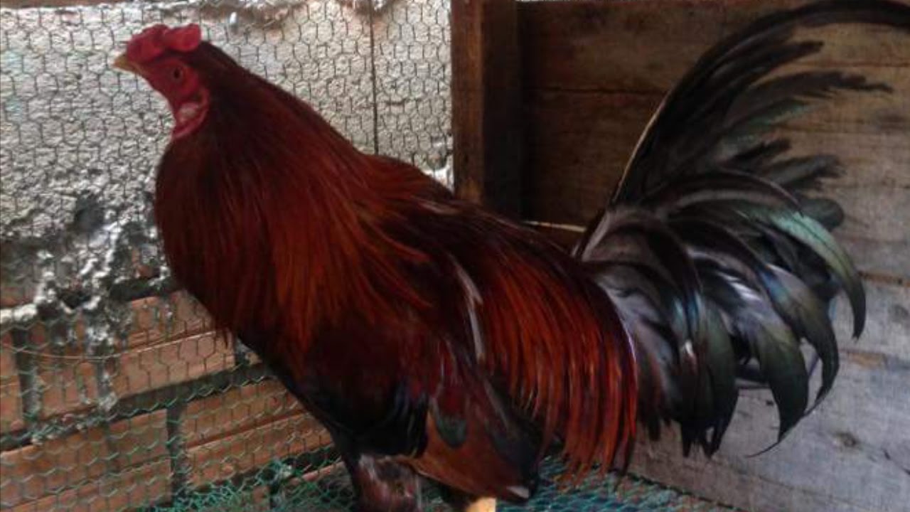 beautiful village 2017 - Asian countryside - chicken in farme - YouTube