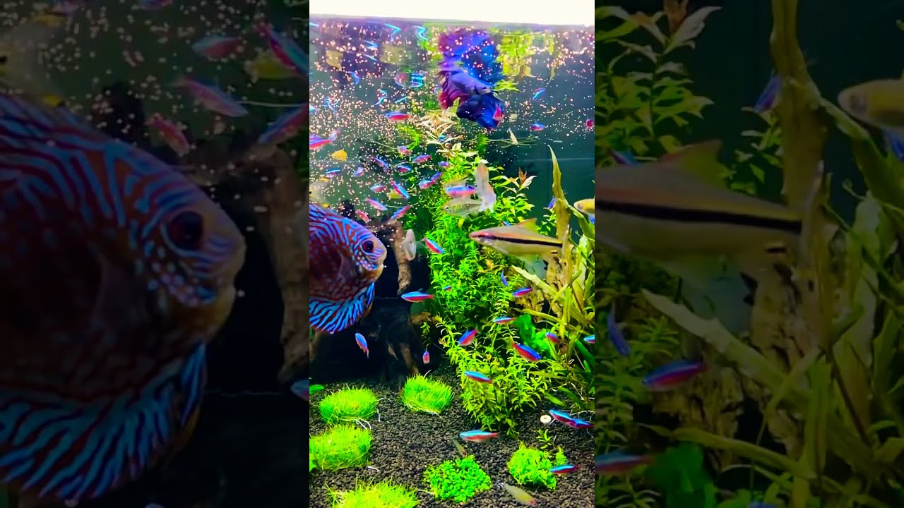 Neon tetra and discus tank - YouTube