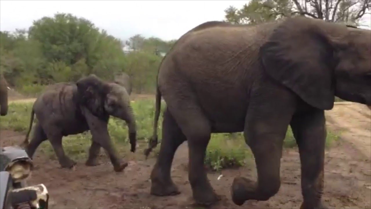 Elephants walk past game viewer - YouTube