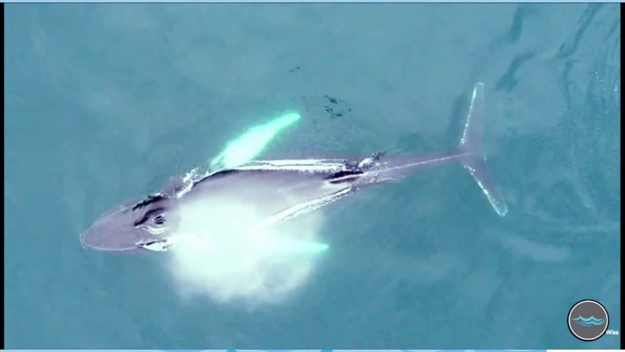 Hidden Giants: The Mysterious Lives of Whales - YouTube
