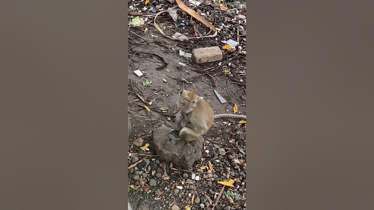 KASIAN BANGET🐒NYA #viral #youtube #monyet #monkey #monyetviral #shorts ... KASIAN BANGET🐒NYA #viral #youtube #monyet #monkey #monyetviral #shorts ...