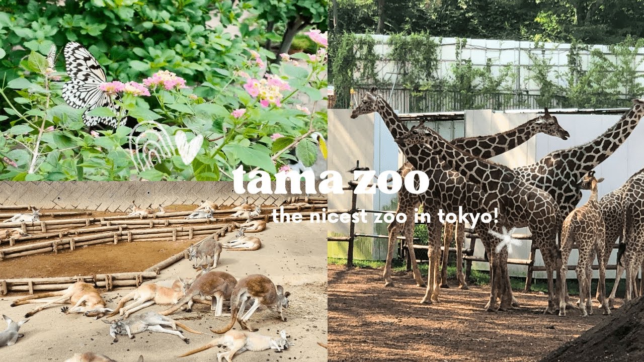 Tama Zoo | Come with me to the nicest zoo in Tokyo! - YouTube