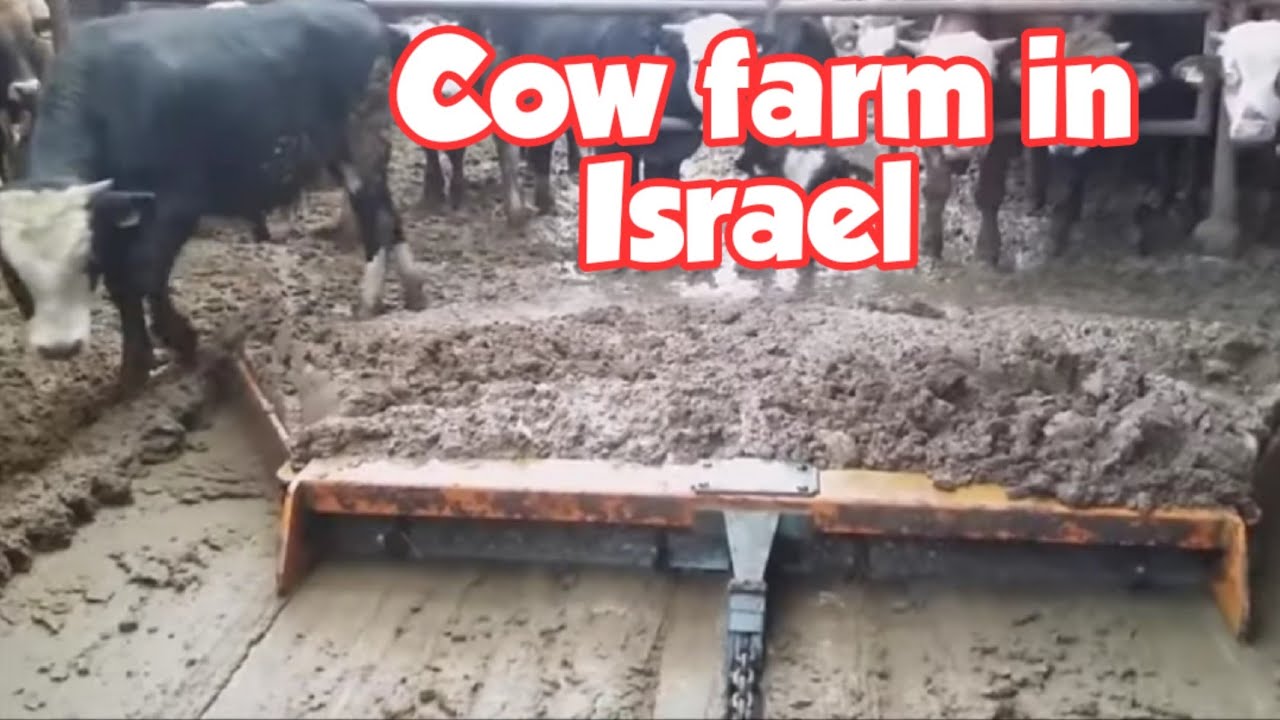 🇮🇱🇮🇱5000 പശുക്കൾ ഉള്ള ഒരു ഹൈ-ടെക് ഫാം🇮🇱🇮🇱 A high-tech farm with 5,000 ...