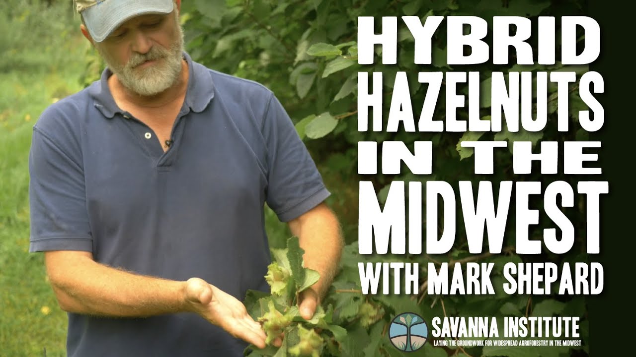 Hybrid Hazelnuts in the Midwest with Mark Shepard - YouTube