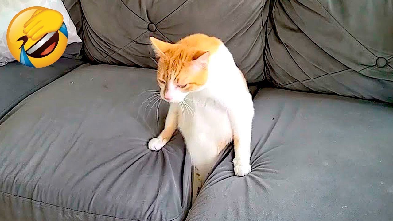 One Minute Funny Animal Videos 😂😂 - YouTube
