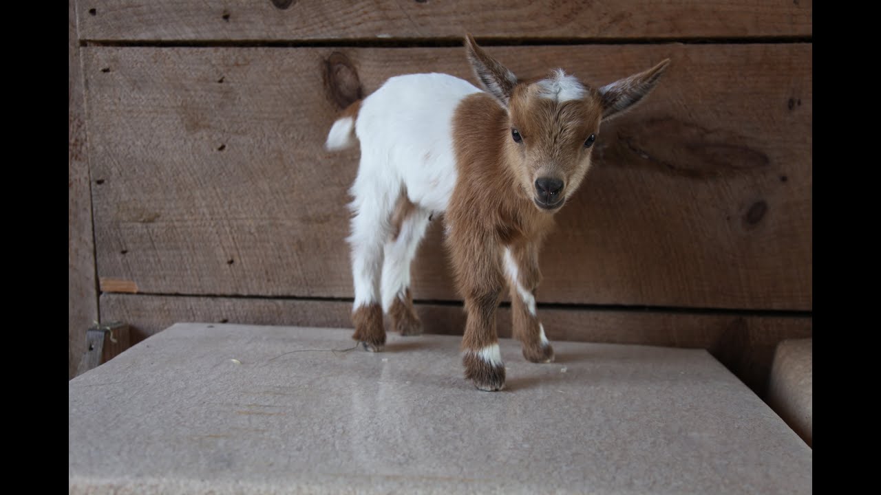 Arthur the goat is pretty excited about his new trick - YouTube