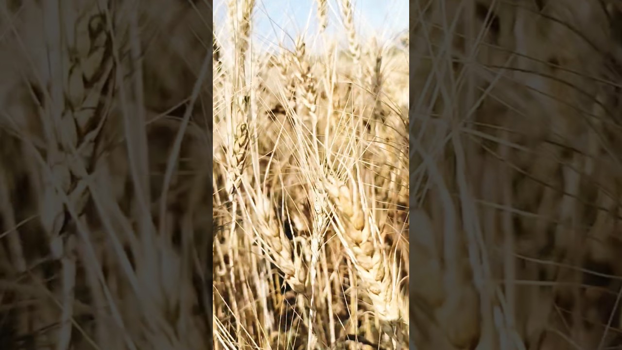 #wheat#agriculture #farming #farmer#farm#food #wheatfields🇮🇳🌾🌾 - YouTube