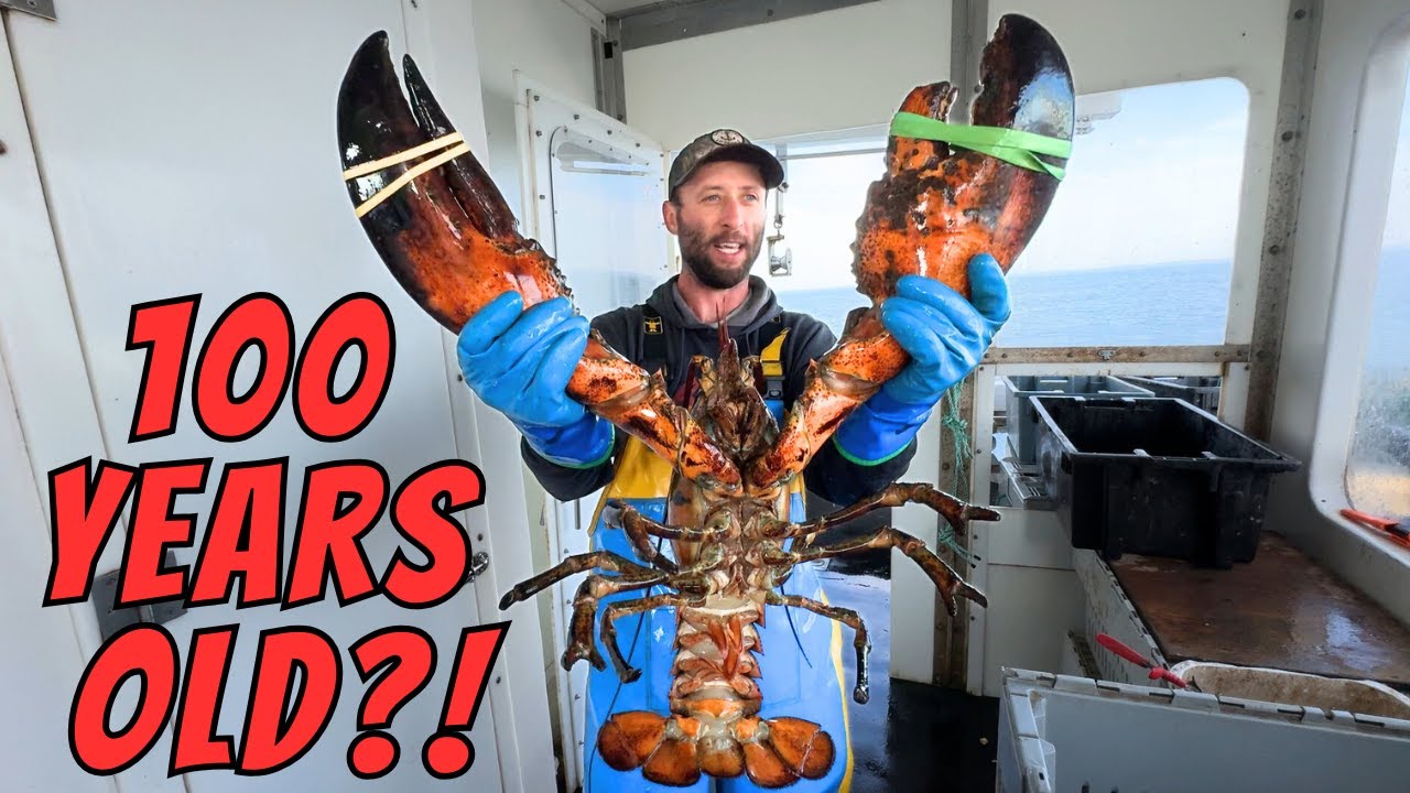 100 year old lobsters & Rare Blues: Wild Days Commercial Lobster ...