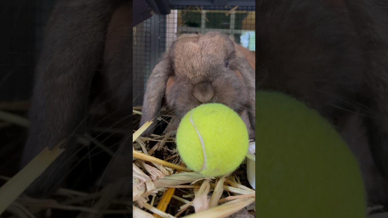 Cute Bunny Plays with Ball - YouTube
