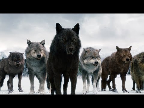 Twilight Wolves- Disturbia (Rihanna)
