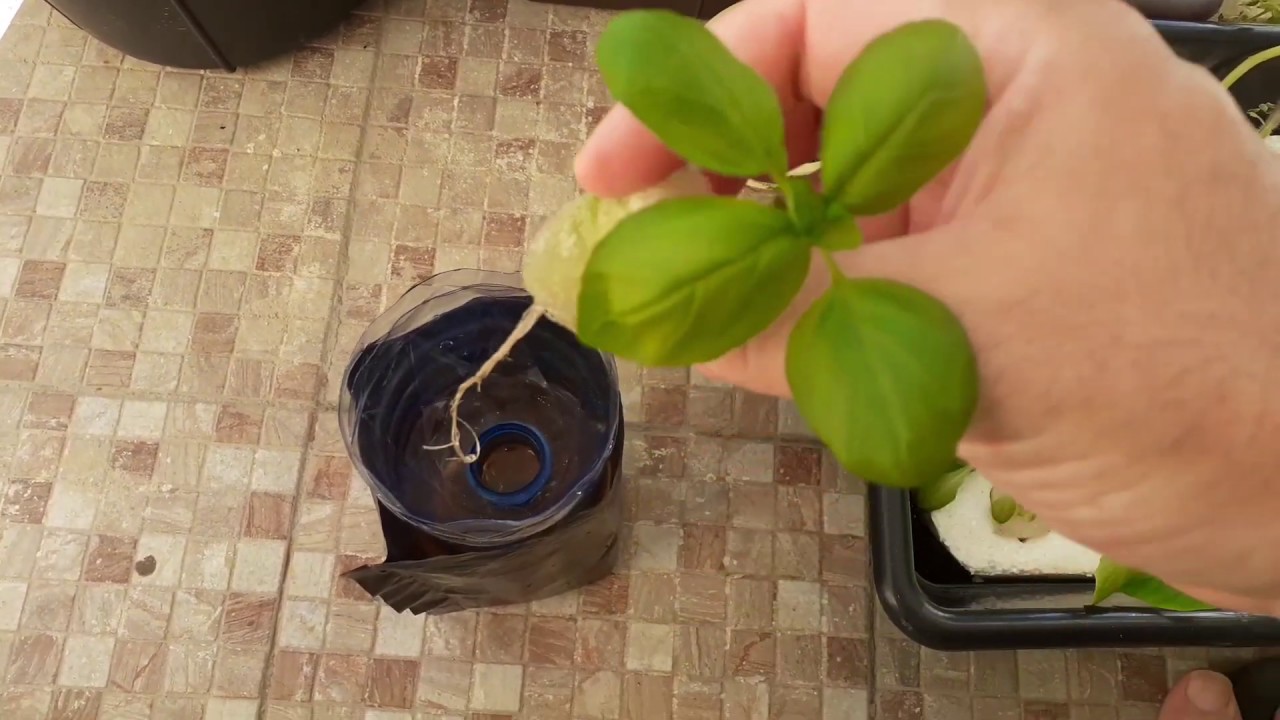 🌿 Comment cultiver du basilic hydroponique à la maison ? 🌱 - YouTube