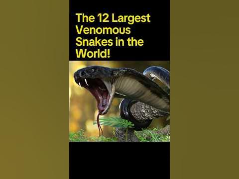 “THE 12 LARGEST VENOMOUS SNAKES IN THE WORLD!” 🪱☠️🌎 @FactsMatter695 # ...