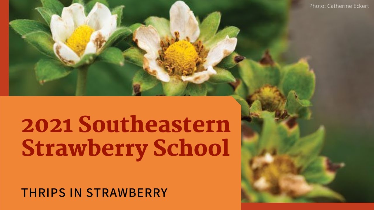 Part 3 | Thrips in Strawberry - YouTube