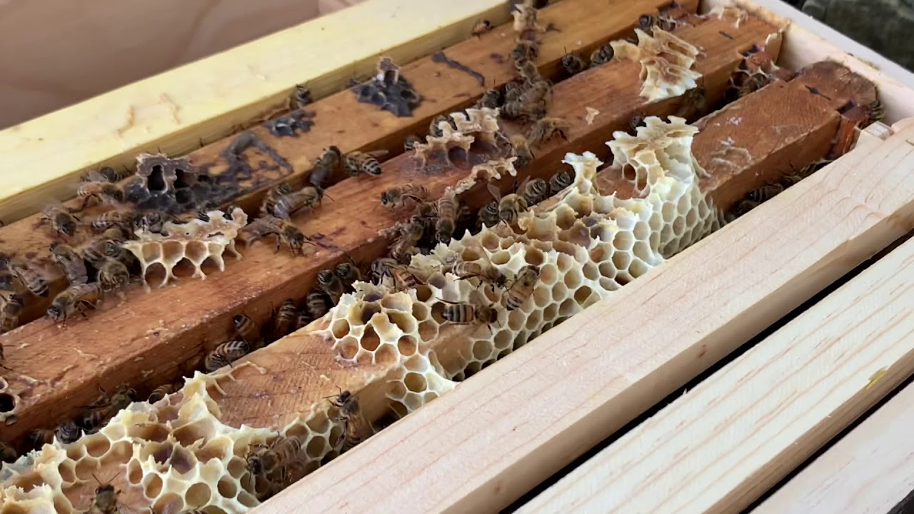 1st Hive Inspection with new nuc! - YouTube