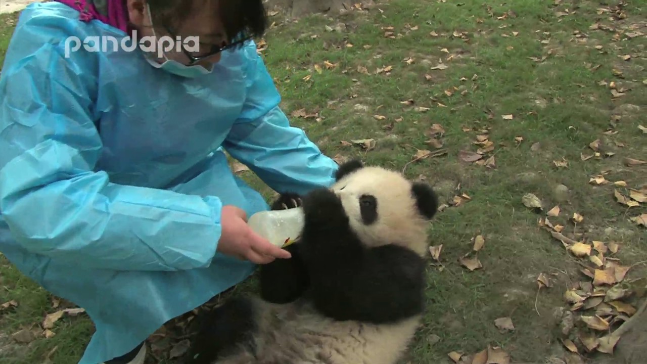 Feeding panda cub bottle milk - YouTube