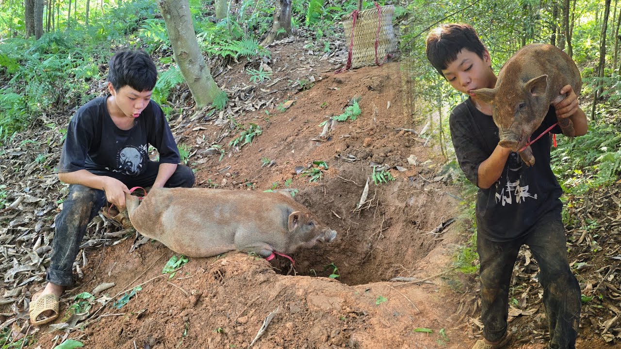 Boy Thanh went to the forest to hunt wild boars, dug a hole and caught ...