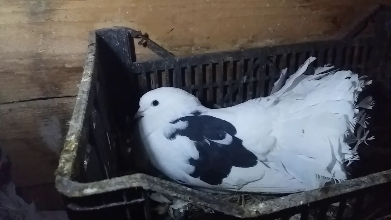 Prezentarea crescatoriei de porumbei,pui de galateni si voiajori ...