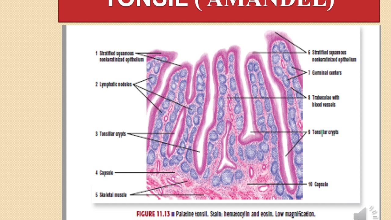 Sistem limfoid klp 4 - YouTube