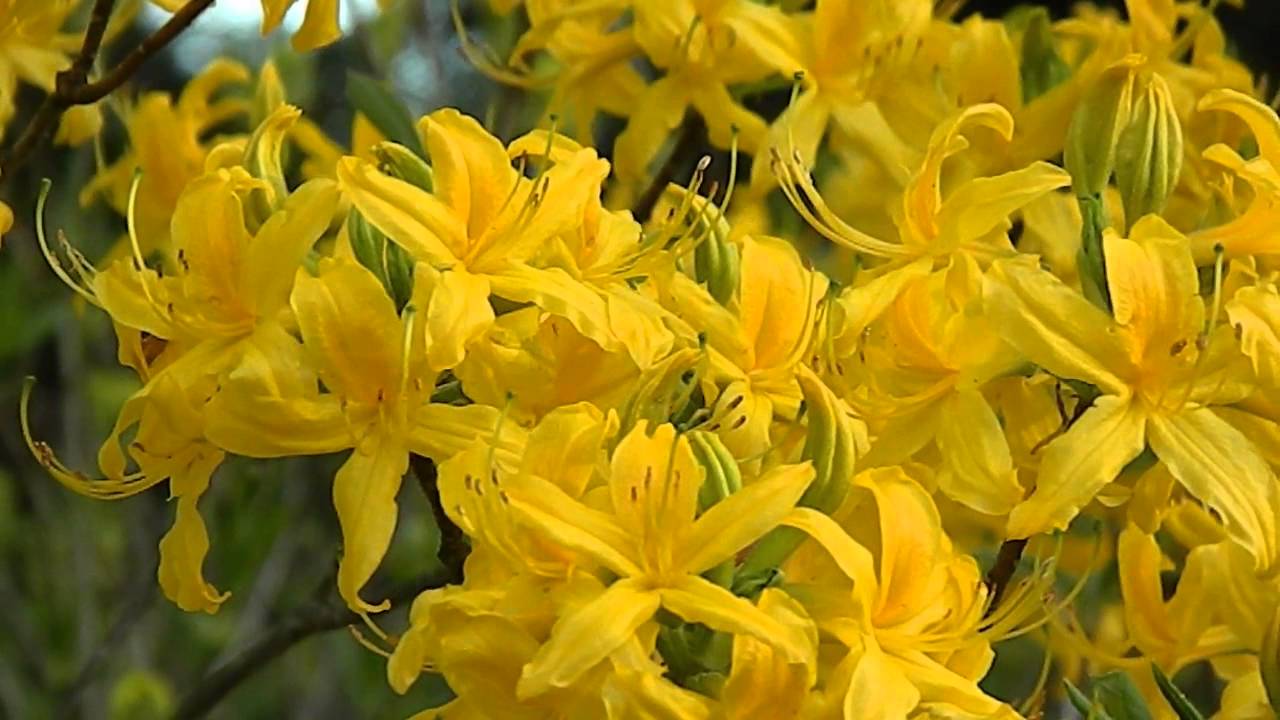 Rhododendron luteum - YouTube