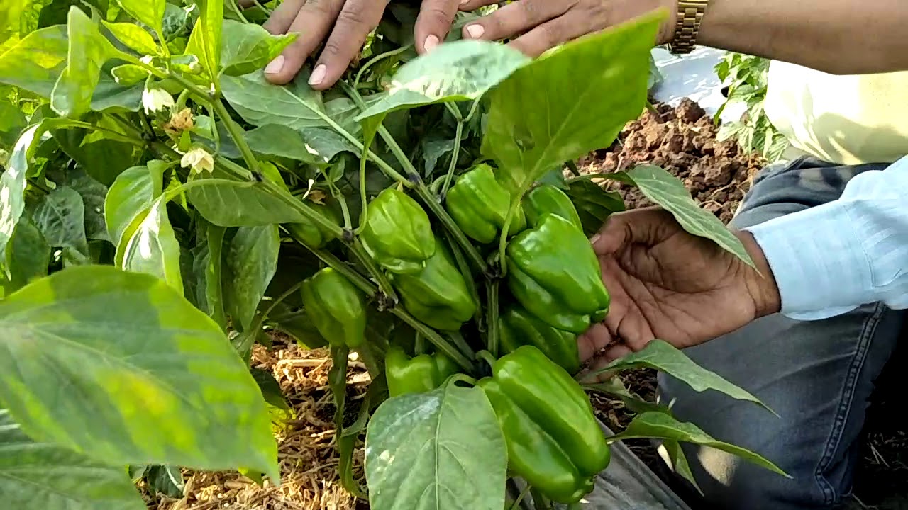 SHIMLA MIRCHI GREEN PLANET -9404944444 - YouTube