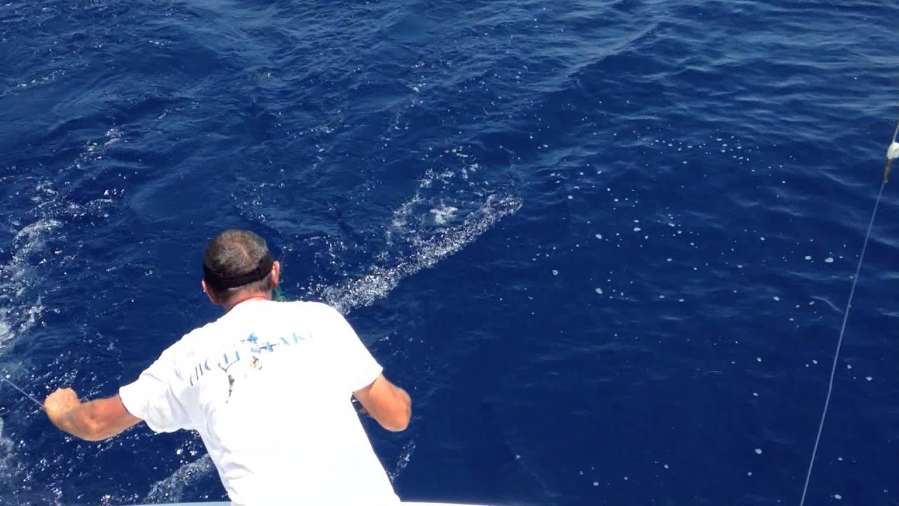 Mini Mahi in Action - YouTube