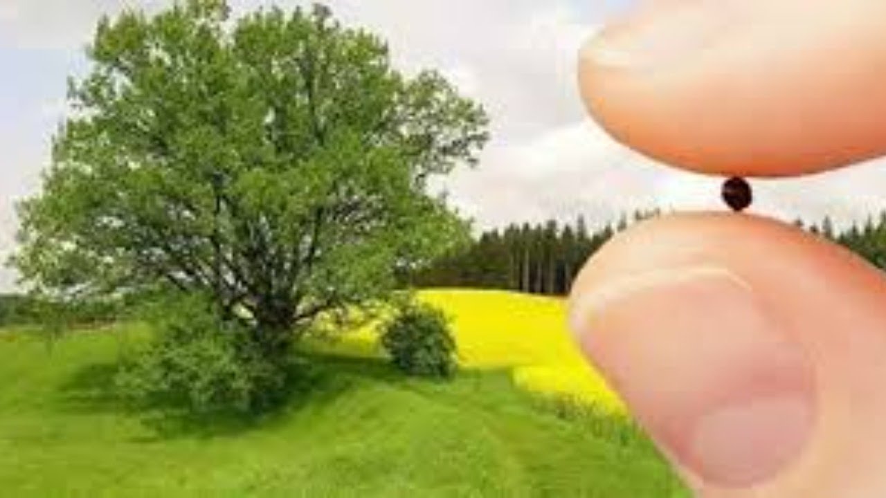 A Parábola da Semente de Mostarda - YouTube