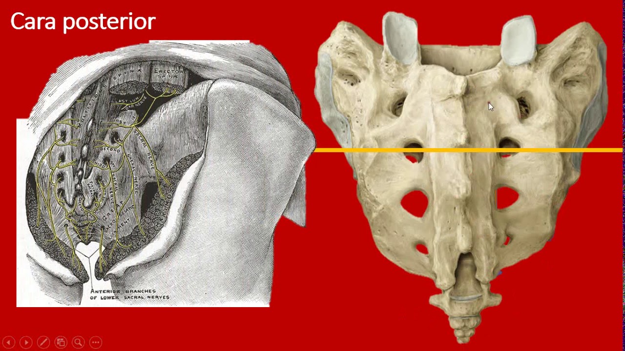 HUESO SACRO Y CÓCCIX - YouTube