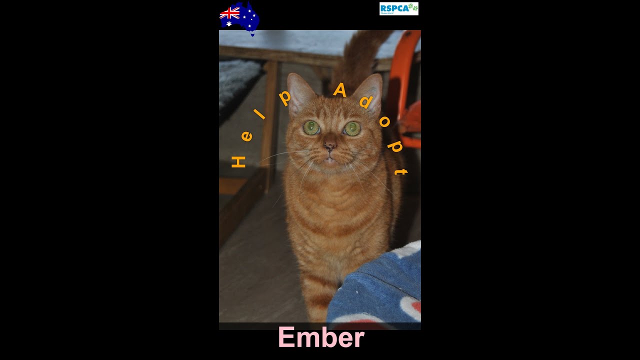 🐾Ember has been adopted! Cat / Australia / Noosa / RSPCA Queensland🐾 ...