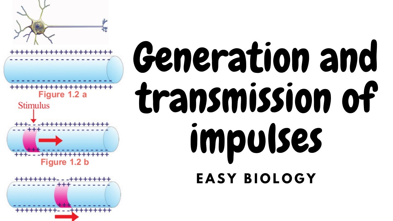 Generation and transmission of impulses / STD X ( Eng.Mal.Med ) Unit 1 ...