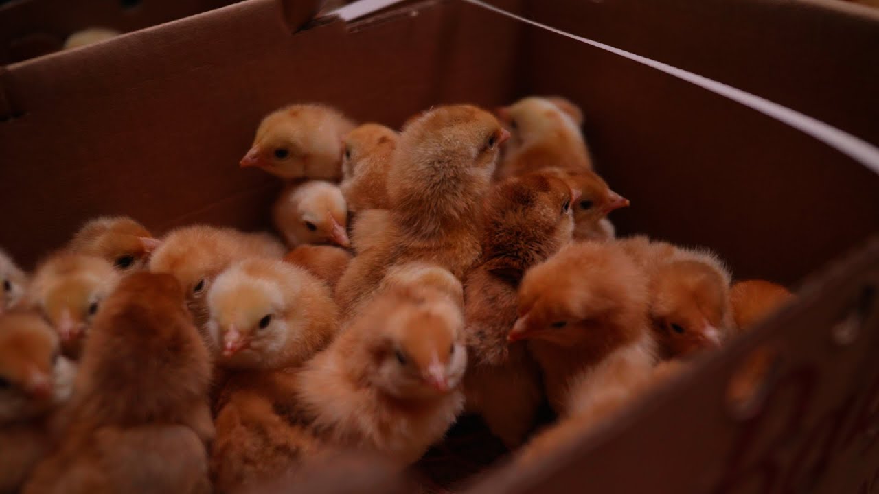 Pastured Poultry overview: Anyone Can Farm - YouTube