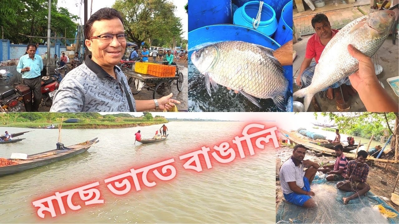 মাছে ভাতে বাঙালি। চকবাজার মাছের আড়ত। Amazing Fish Market in Hooghly ...