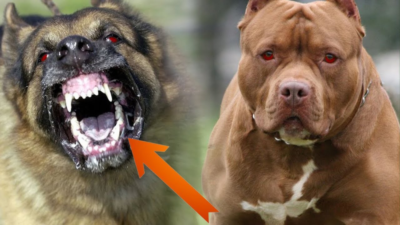 Dunia k khtarnak dogs | Most Dangerous Dog Breeds in the World | adeel ...