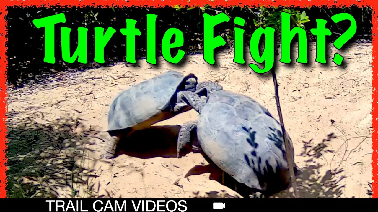 Epic Gopher Tortoise Fight! - YouTube