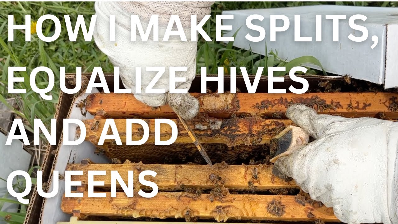 How I make splits, equalize hives and add queens - YouTube
